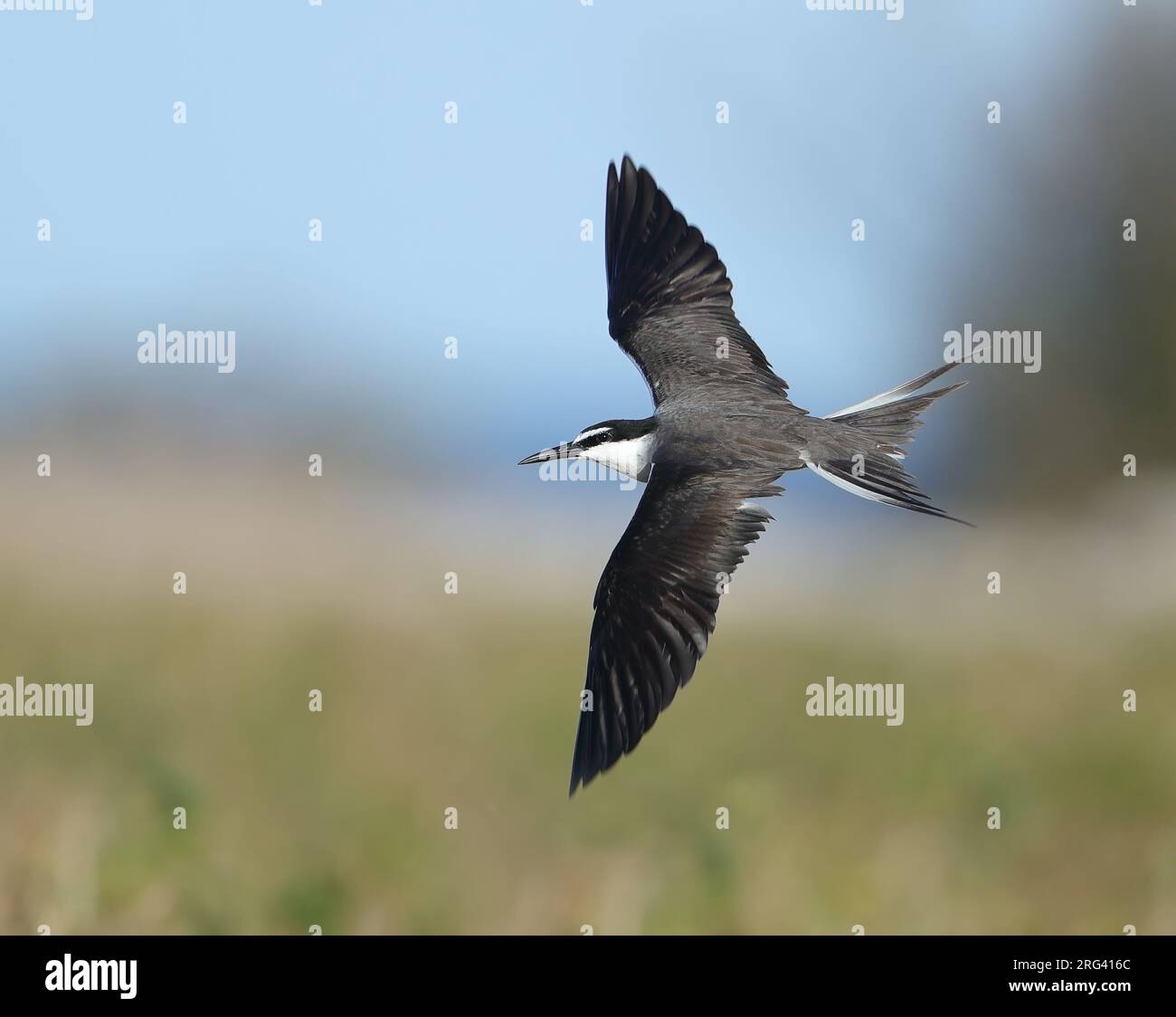 Adult Bridled Tern, Onychoprion anaethetus, at Lady Elliot Island ...