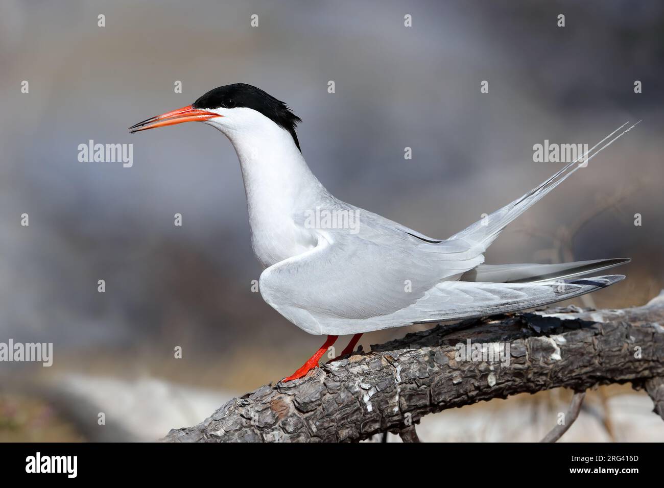 Adult Eastern Roseate Tern (Sterna dougallii gracilis) at Lady Elliot ...