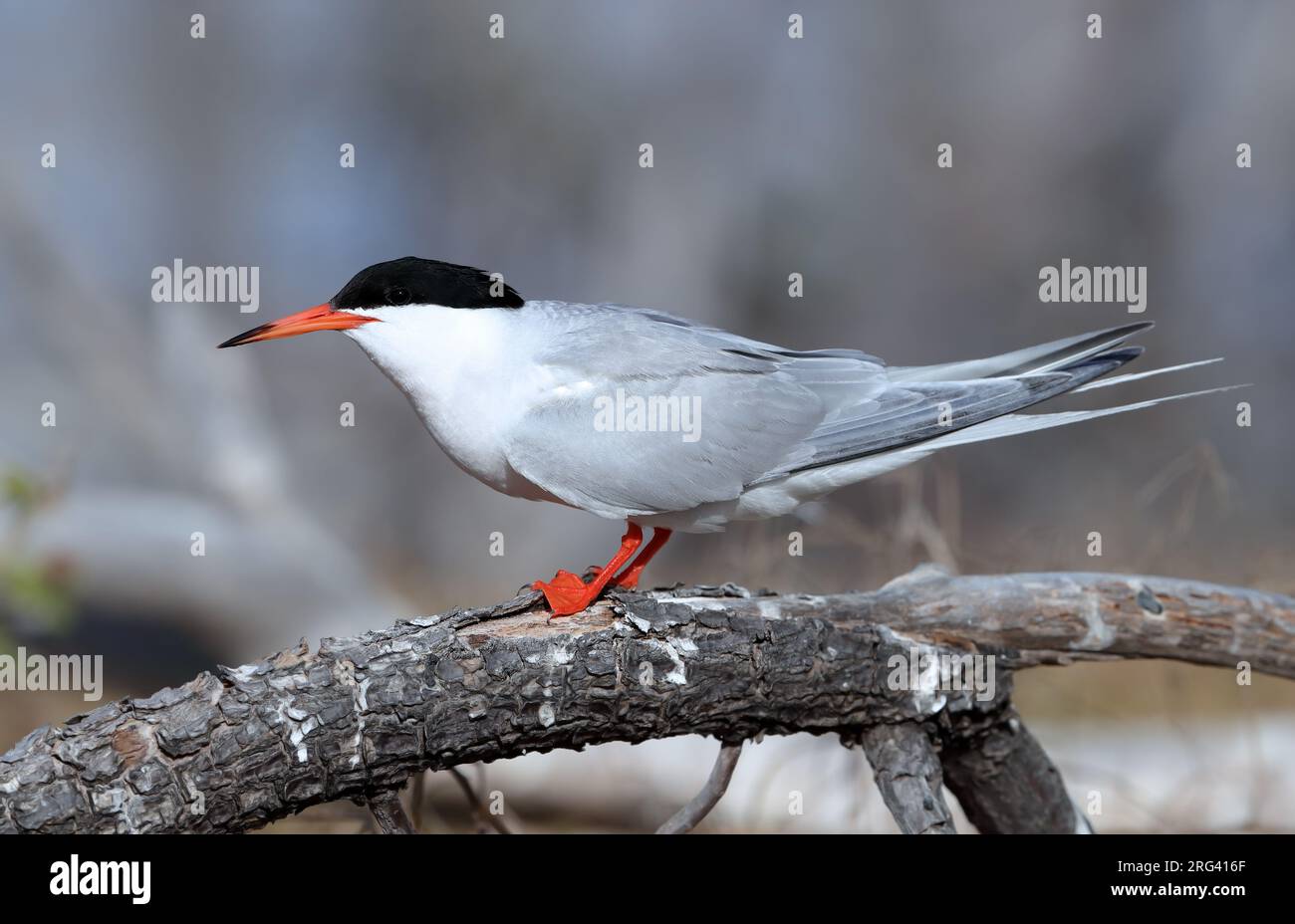 Adult Eastern Roseate Tern (Sterna dougallii gracilis) at Lady Elliot ...