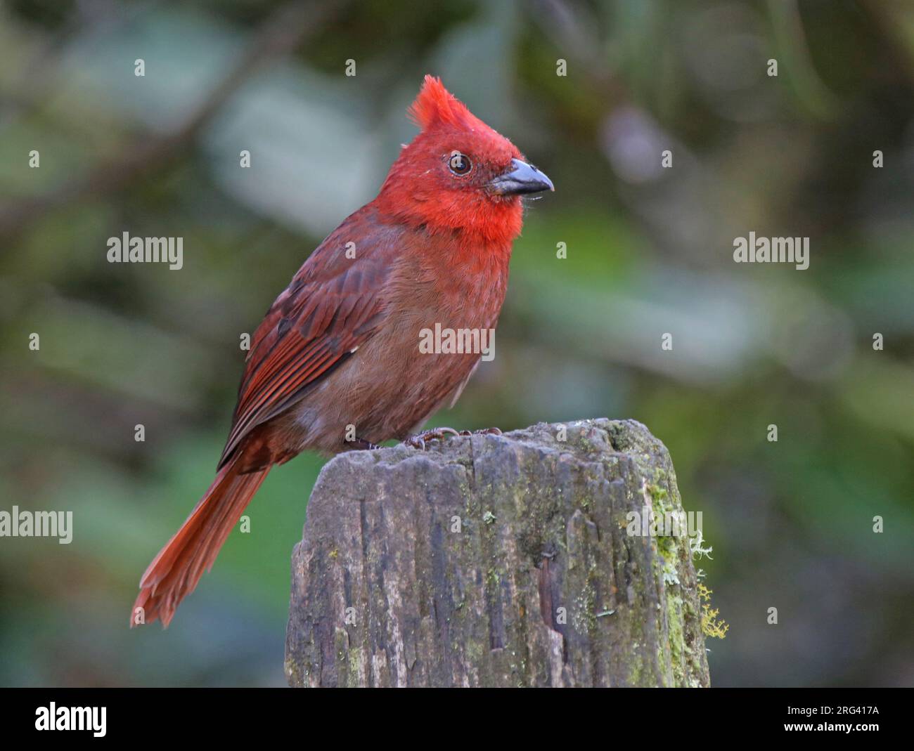 Habia cristata hi-res stock photography and images - Alamy