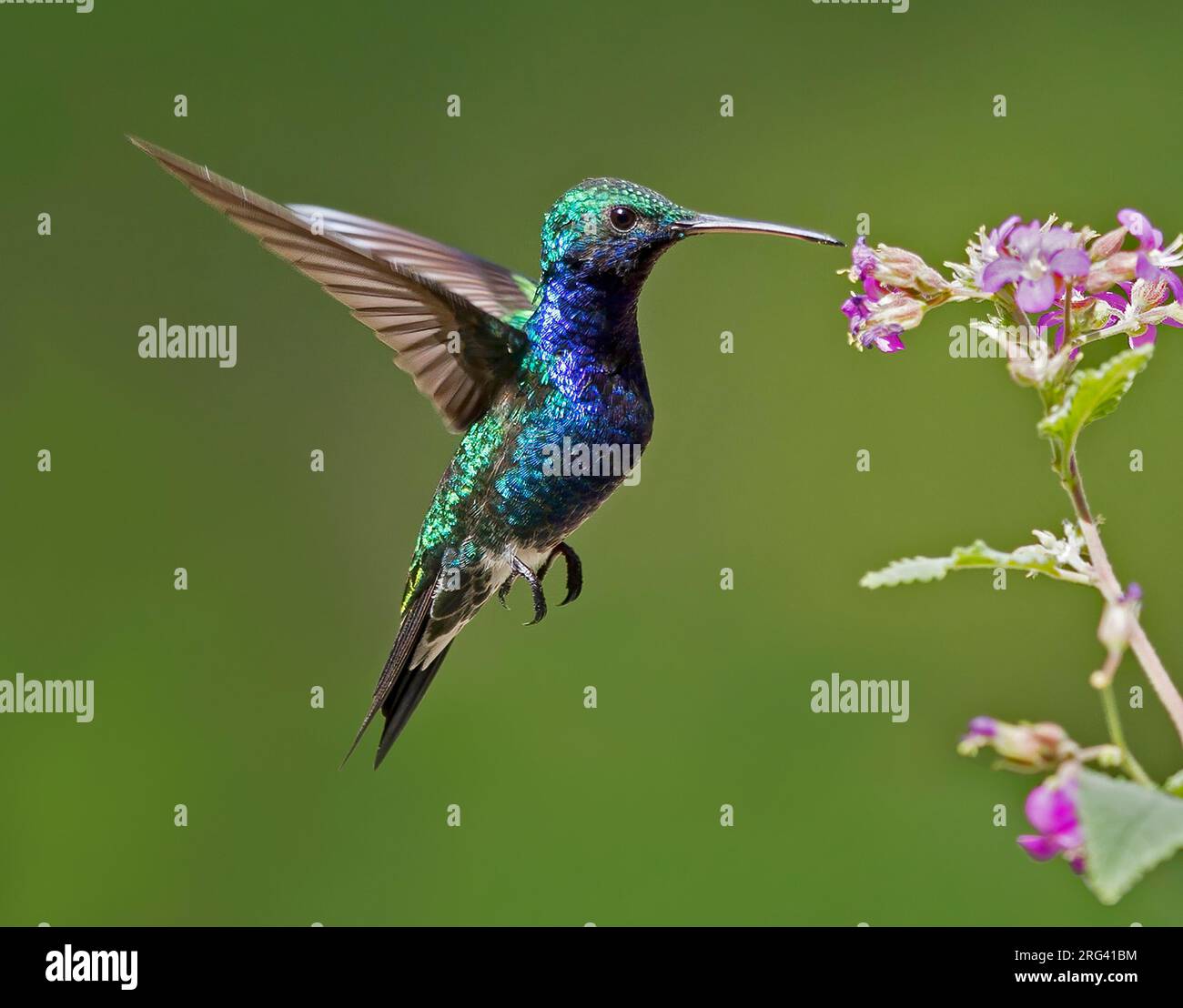 Sapphire-bellied Hummingbird, Amazilia lilliae, hovering to feed at a ...