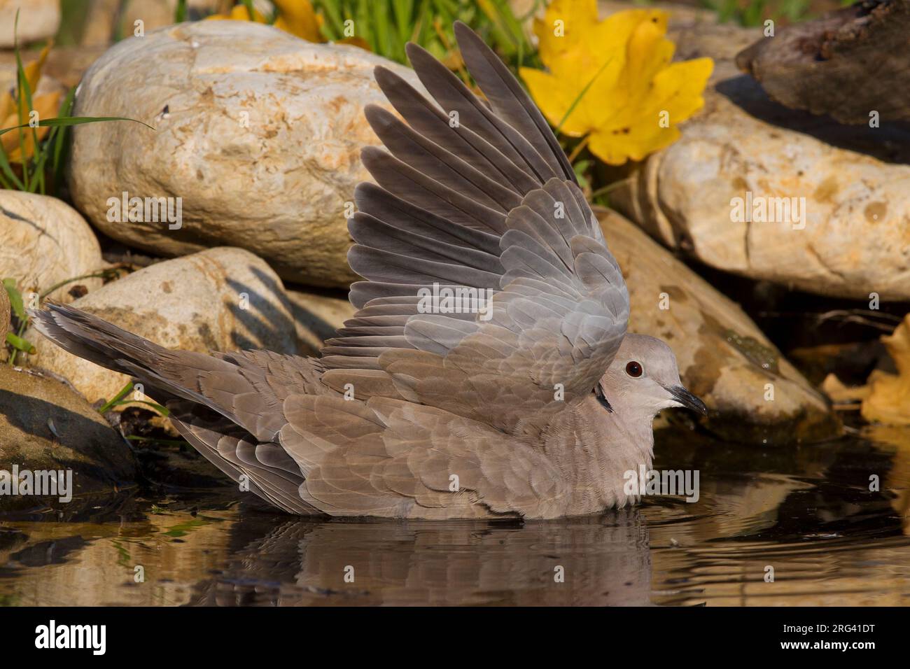 Tortel duif hi-res stock photography and images - Alamy