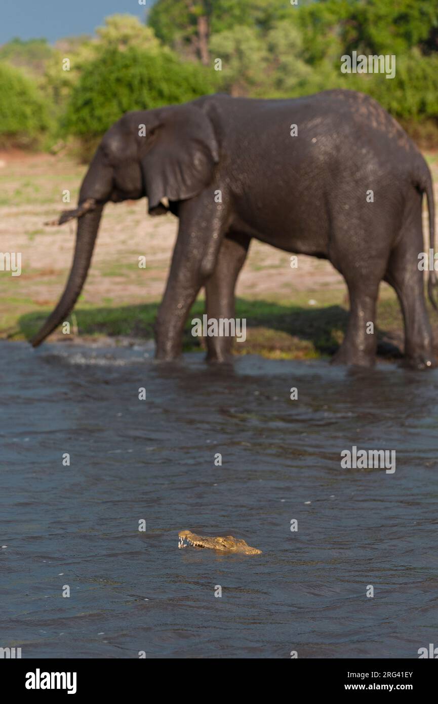 Wildlife african safari reptiles hi-res stock photography and images ...