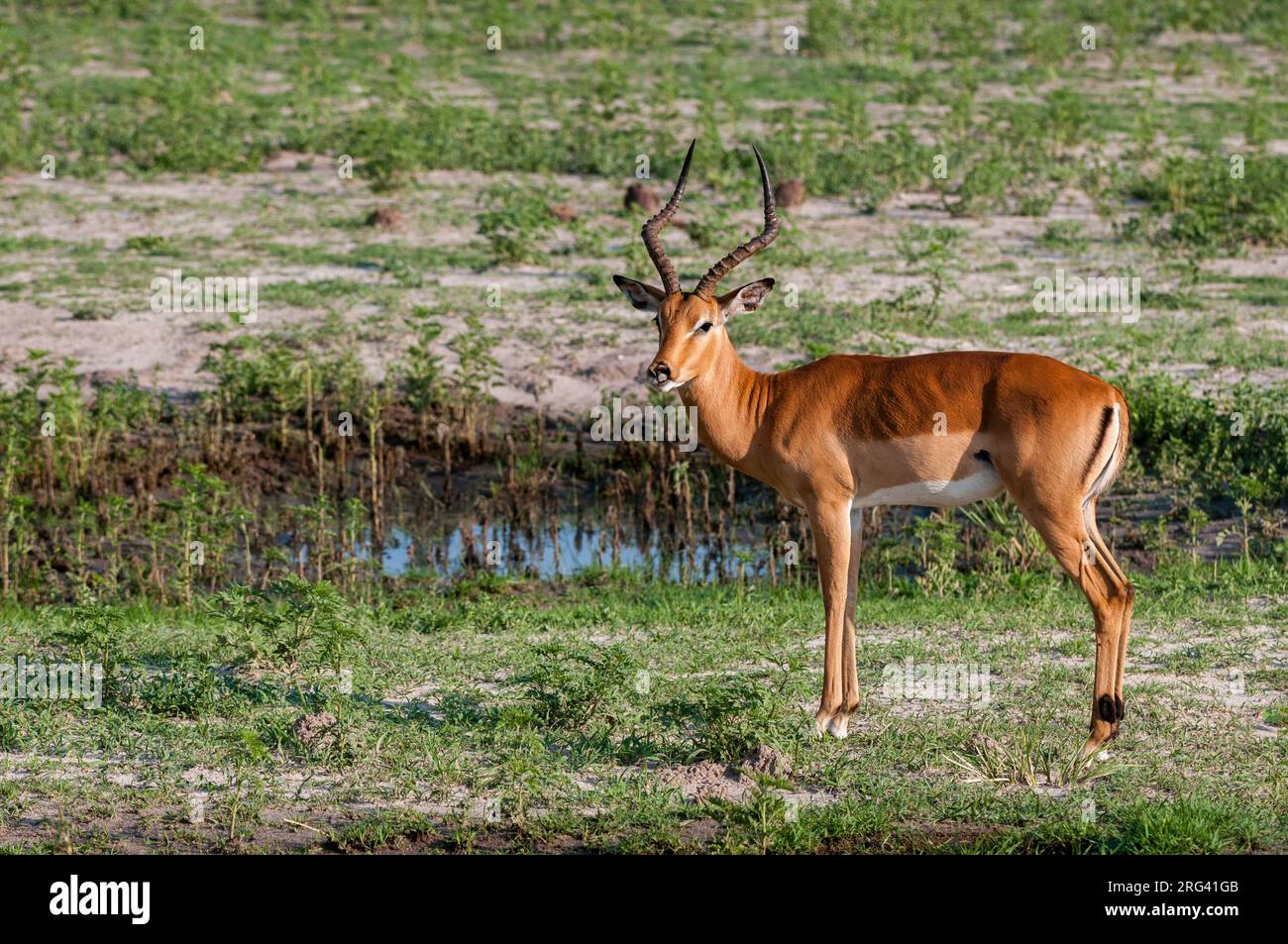 Impalas chobe national park hi-res stock photography and images - Alamy