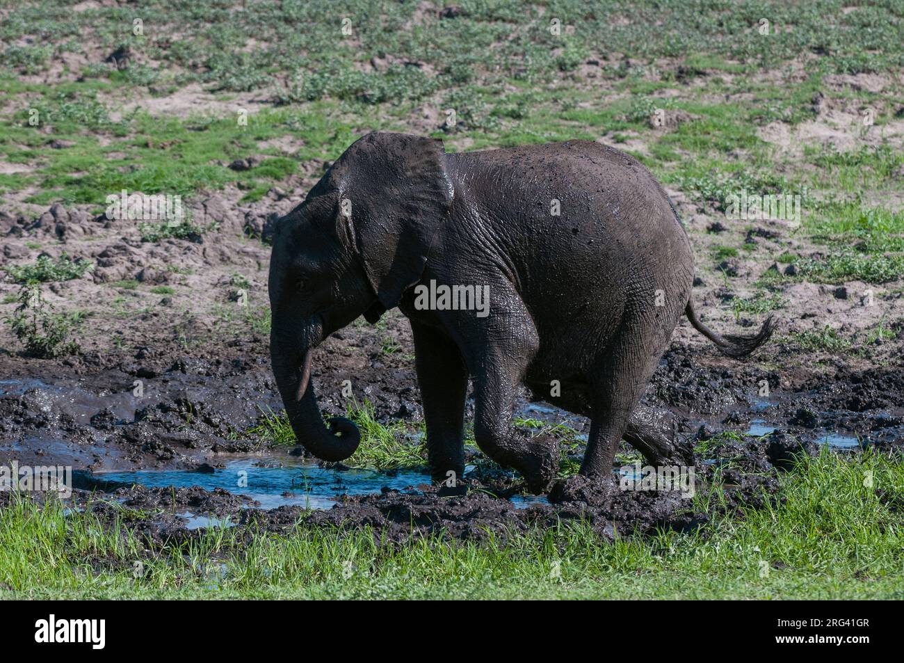 An African elephant calf, Loxodonta africana, mud bathing on the banks ...