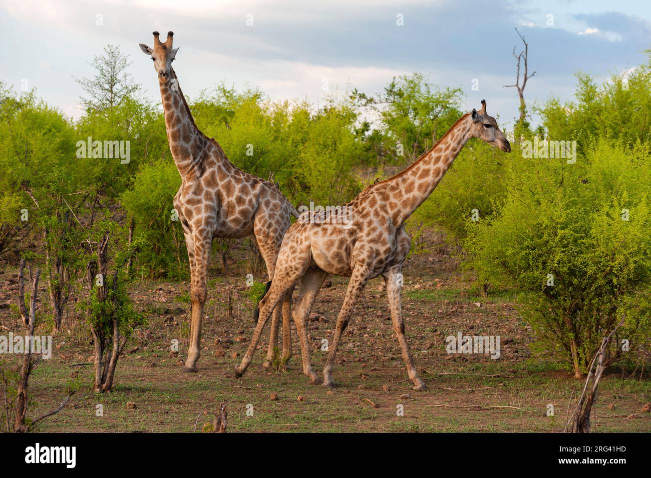 Giraffe at theme park hi-res stock photography and images - Alamy