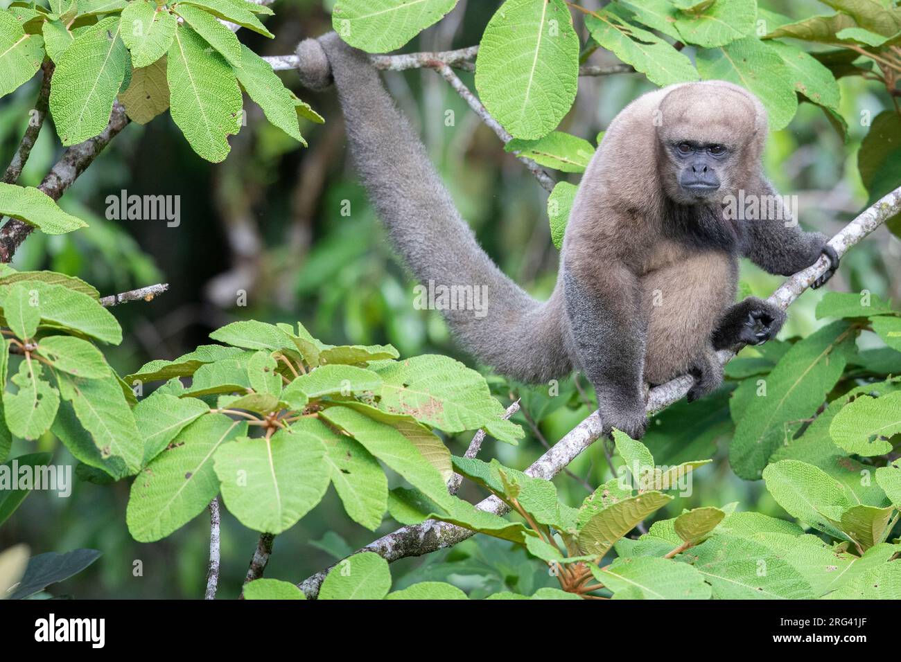 Woolly Monkey () at Reserva Natural La Isla Escondida, Orito, Putumayo ...