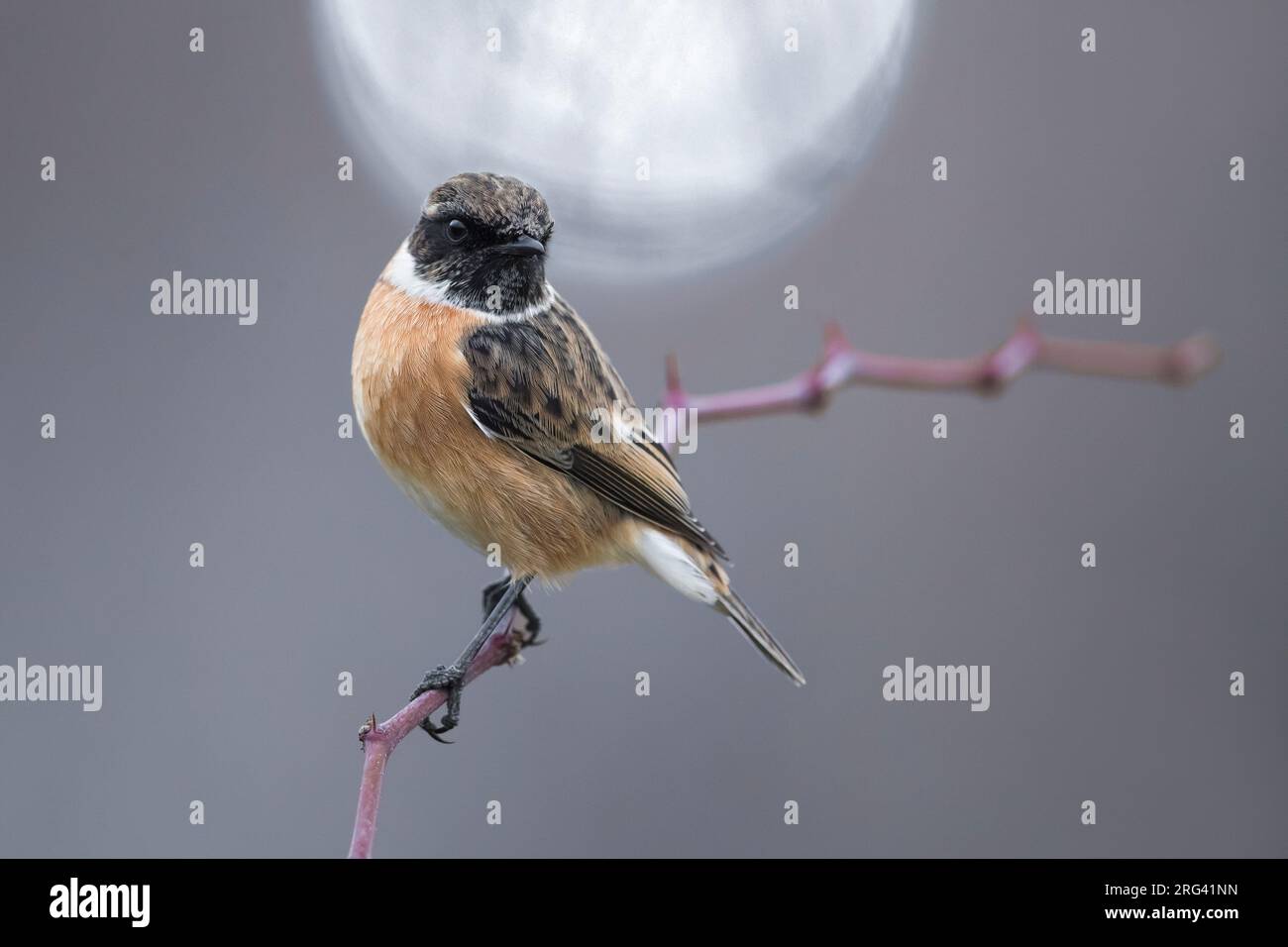 Wintering male European Stonechat (Saxicola rubicola) with the moon ...