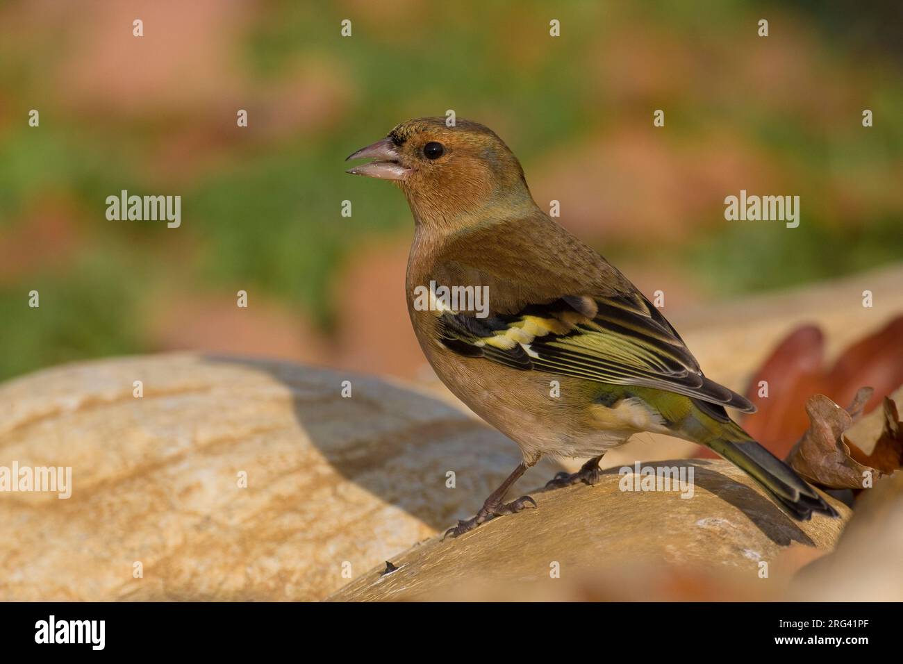 Mannetje Vink; Male Common Chaffinch Stock Photo - Alamy