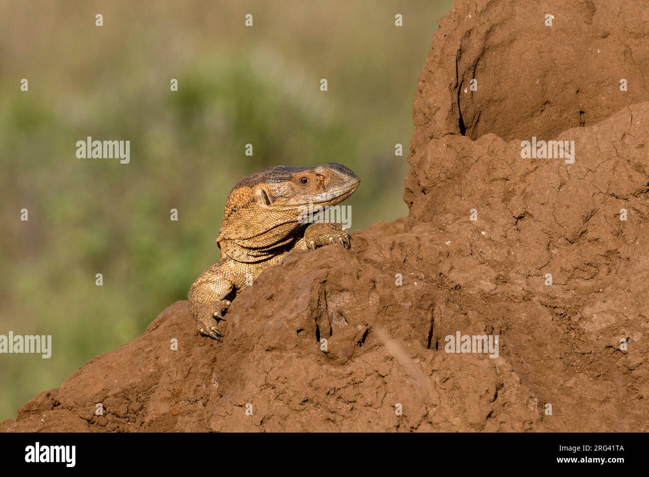A savannah monitor, Varanus exanthematicus, on a termite mound. Voi ...