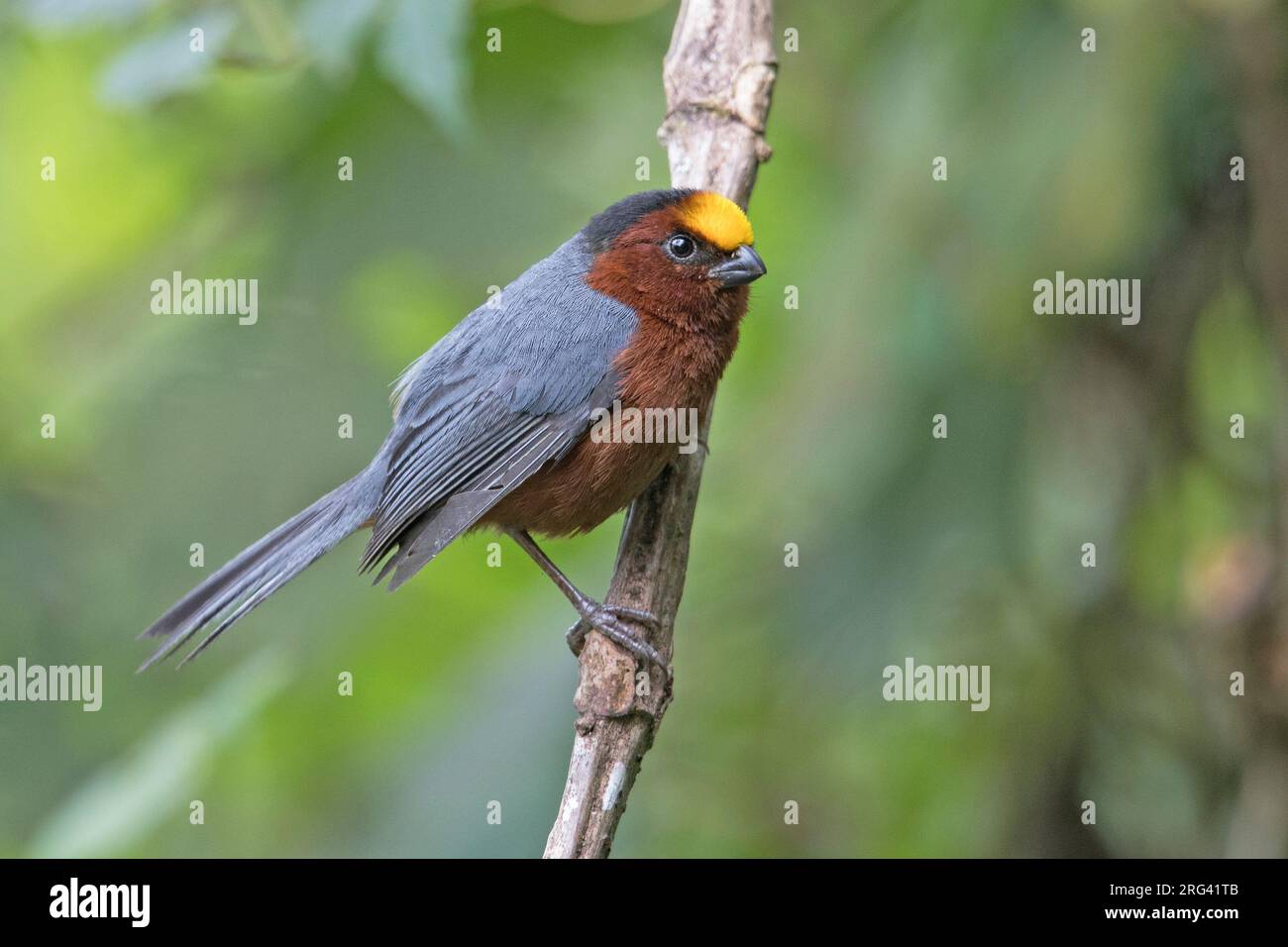 Perija mountains hi-res stock photography and images - Alamy
