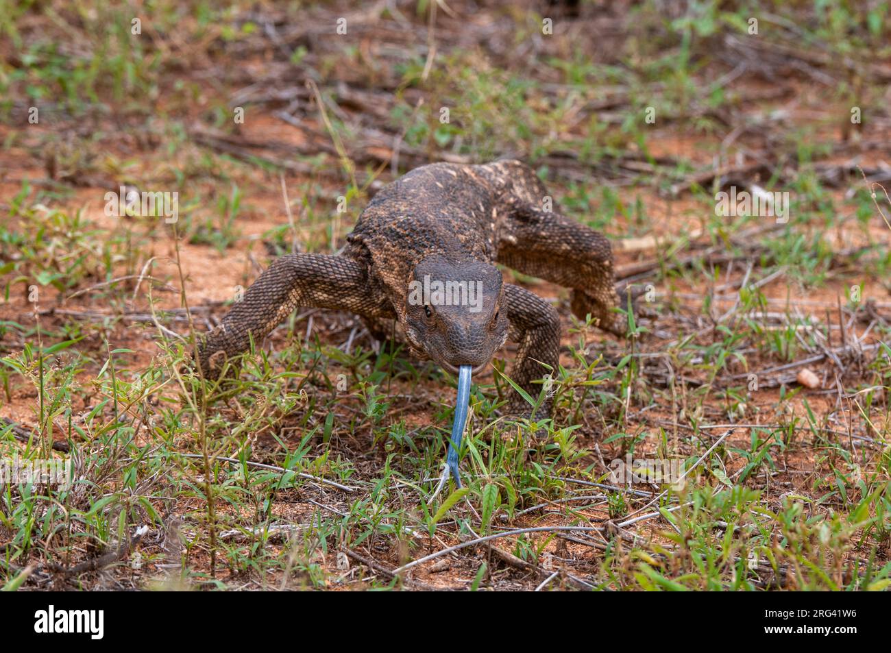 A rock monitor, Varanus albigularis, flicking out its blue tongue as it ...