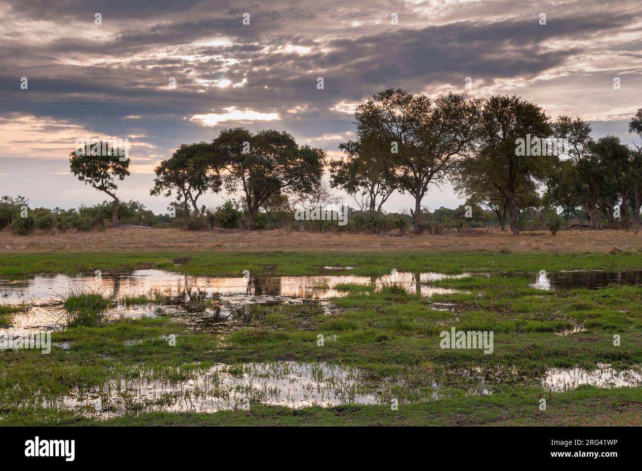 A landscape of silhouetted trees and fresh grasses in an Okavango delta ...