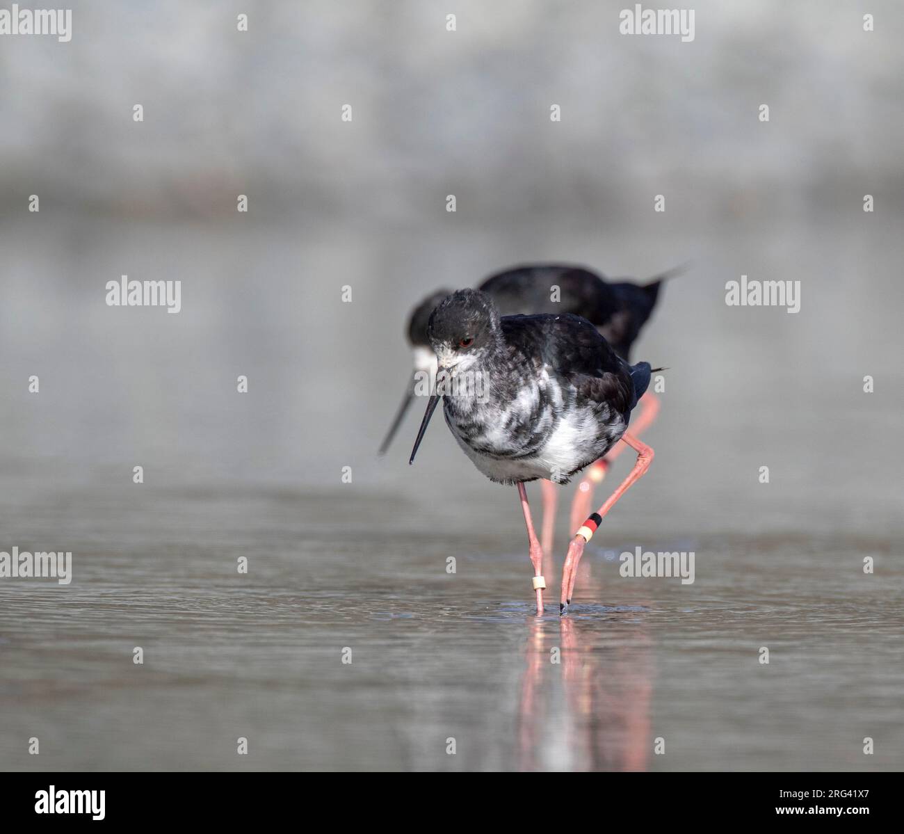 Immature Black Stilt (Himantopus novaezelandiae) wading in river delta ...