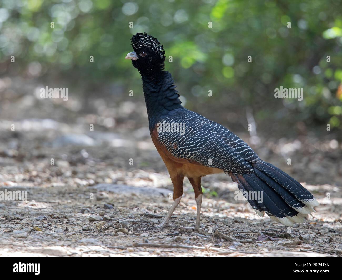 A female Blue-billed Curassow (Crax alberti) at Santa Marta Sierra ...