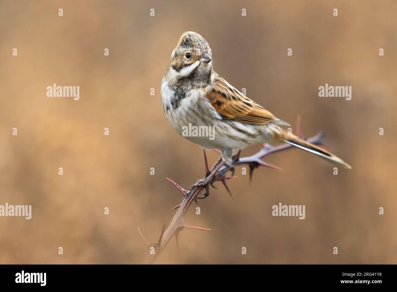 Common Reed Bunting (Emberiza schoeniclus) in Italy Stock Photo - Alamy