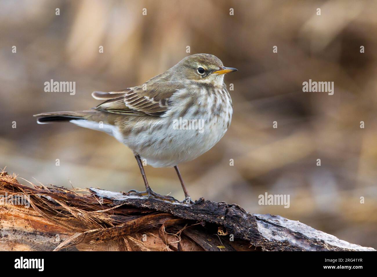 Waterpieper, Water Pipit, Anthus spinoletta Stock Photo - Alamy