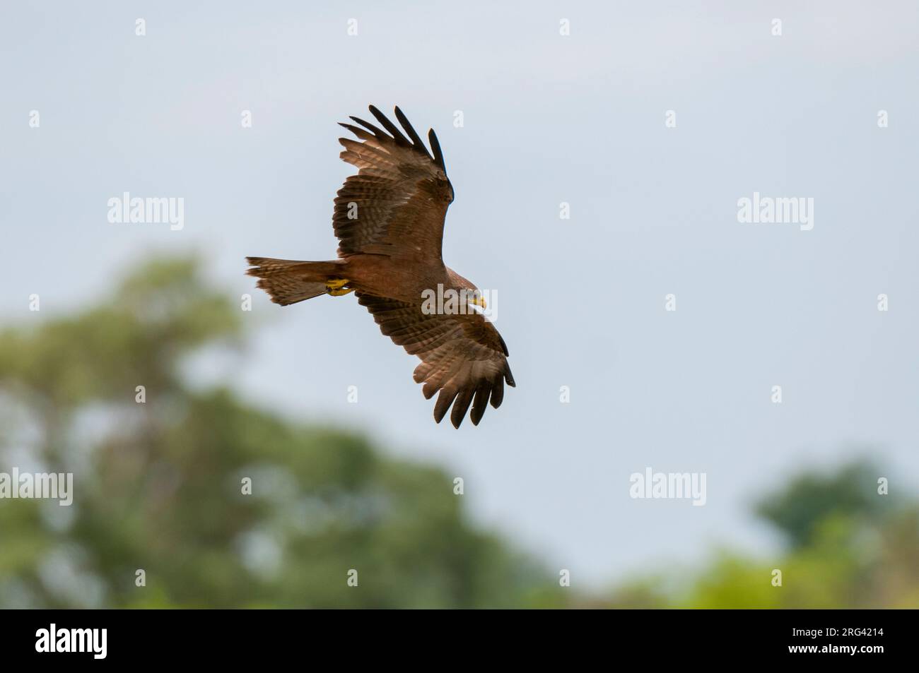 A yellow-billed kite, Milvus parasitus, in flight. Khwai Concession ...