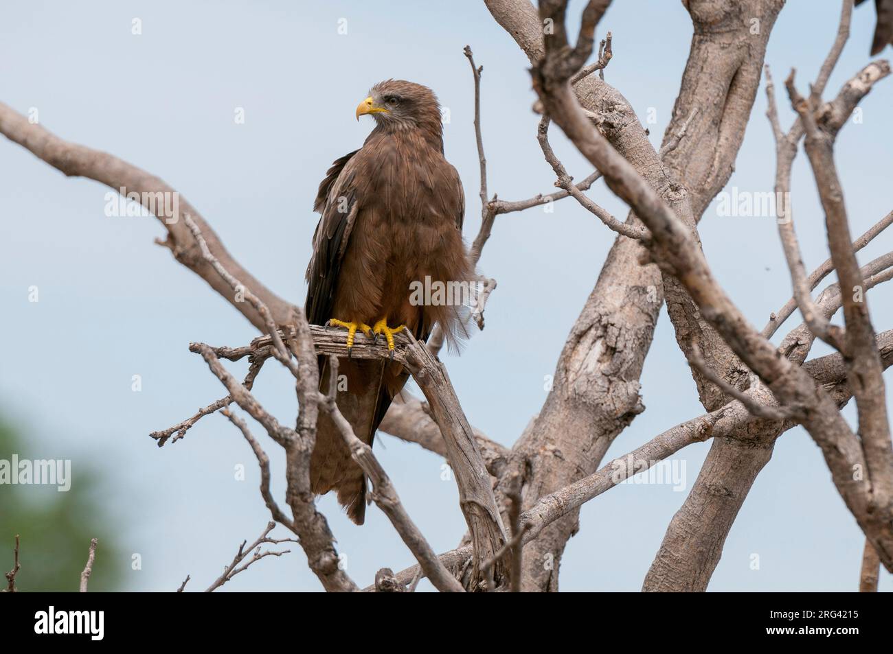 A yellow-billed kite, Milvus parasitus, perching in a tree. Khwai ...
