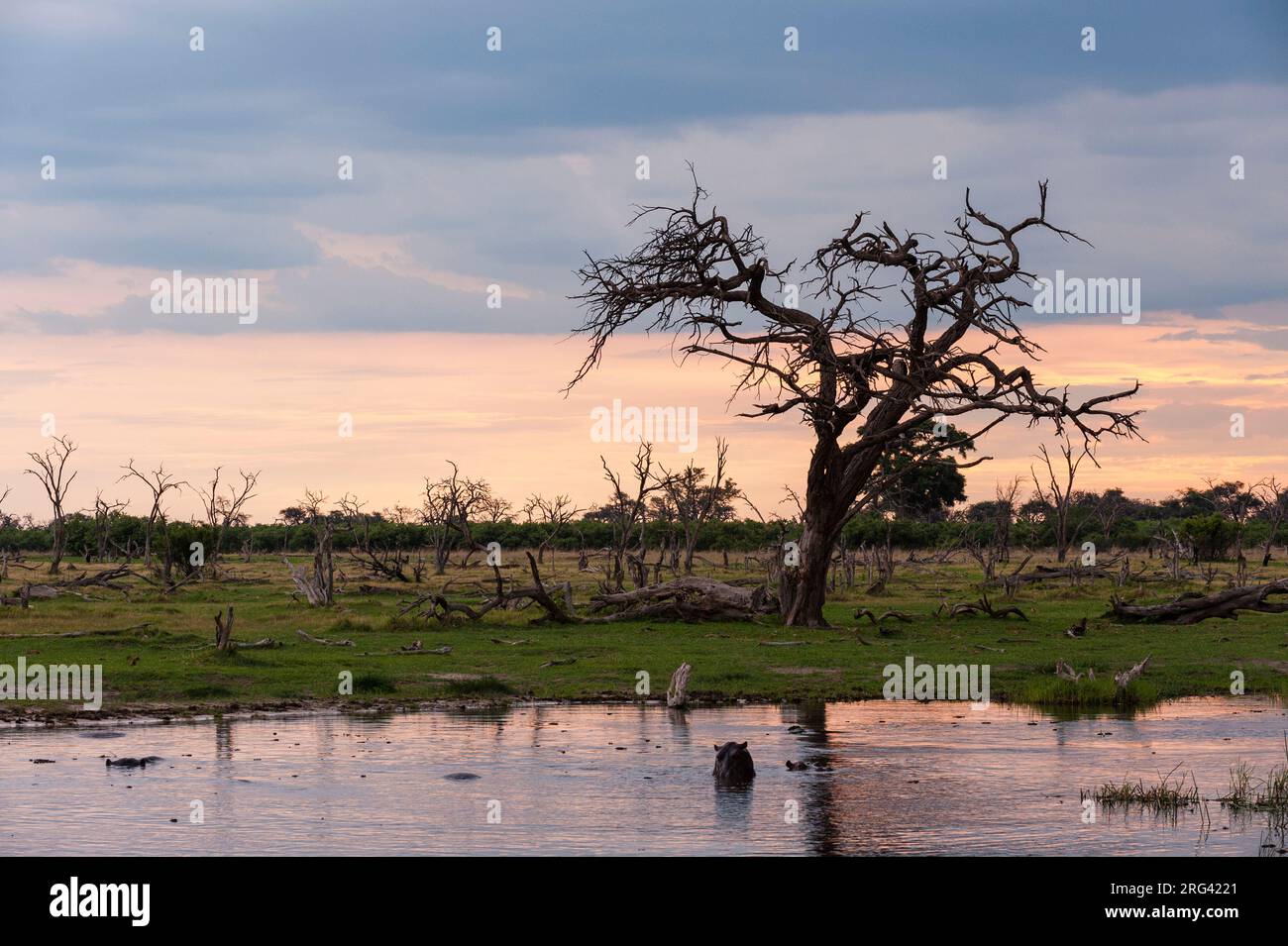Dead tree snags on a flood plain in an Okavango delta swamp. Khwai ...
