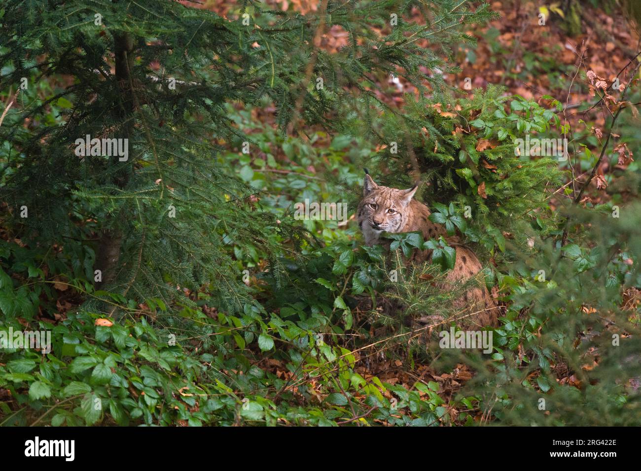 A European lynx, Lynx linx, hiding. Bayerischer Wald National Park has ...