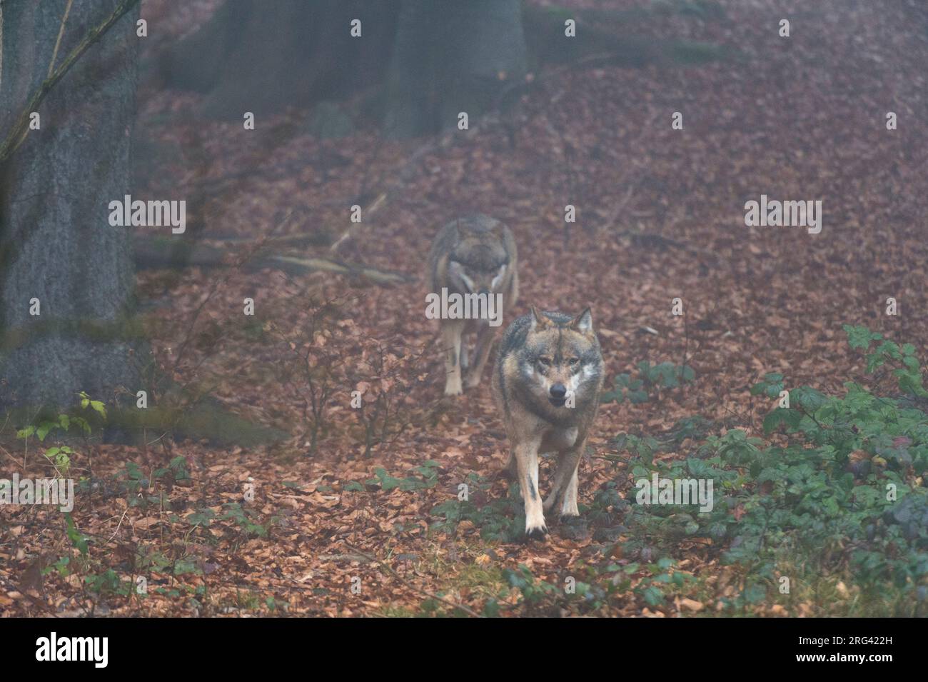 Two gray wolves, Canis lupus, walking in the mist. Bayerischer Wald ...