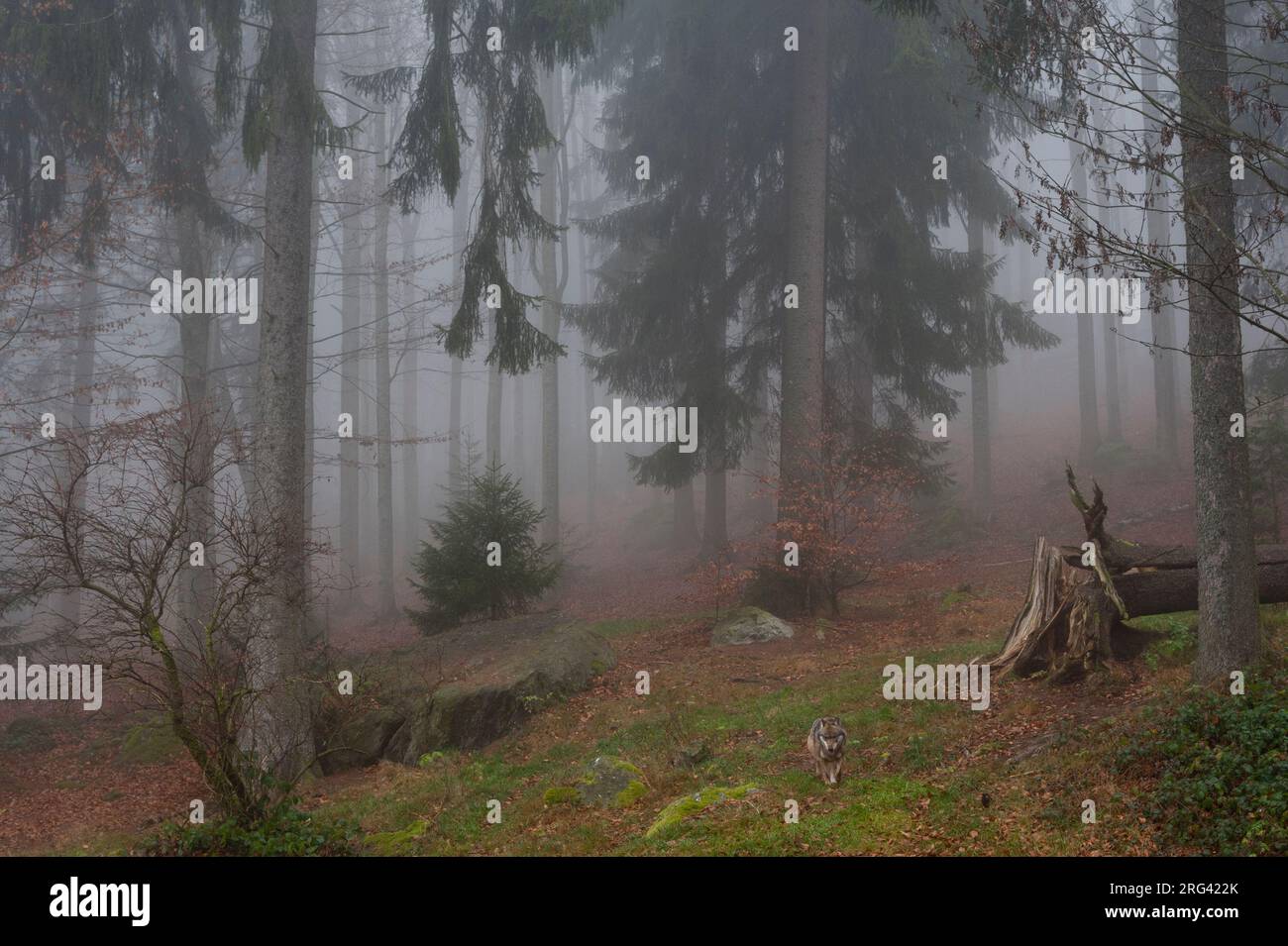 A gray wolf, Canis lupus, walking in the forest in a misty day ...