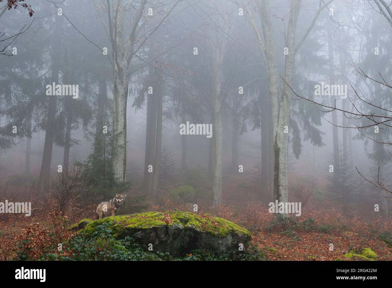 A gray wolf, Canis lupus, in the mist. Bayerischer Wald National Park ...