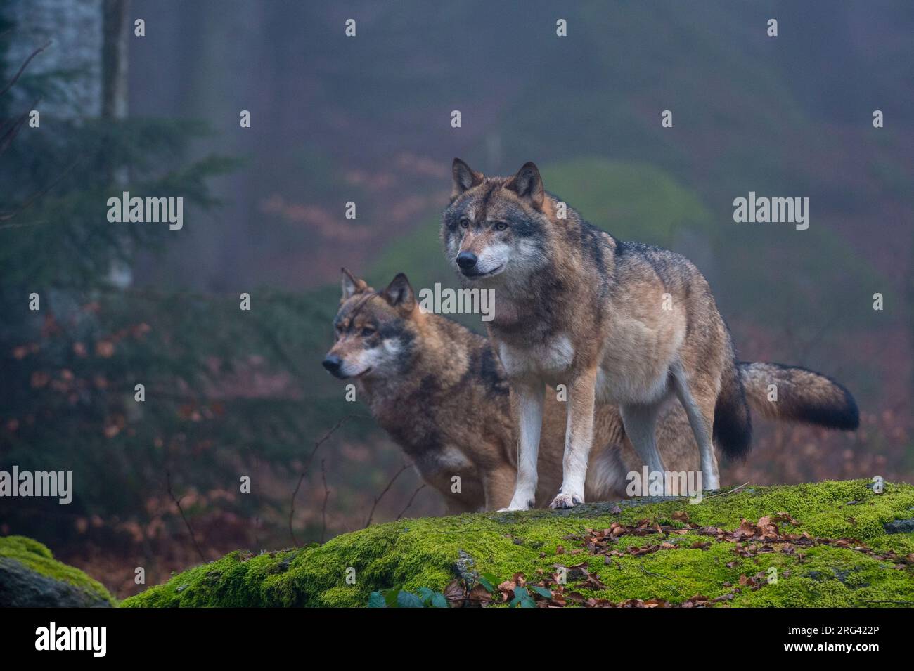 Two gray wolves, Canis lupus, on a mossy boulder in a foggy forest ...