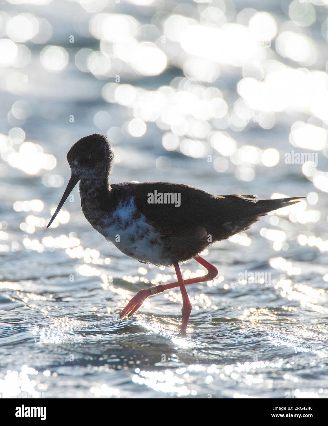 Immature Black Stilt (Himantopus novaezelandiae) wading in river delta ...