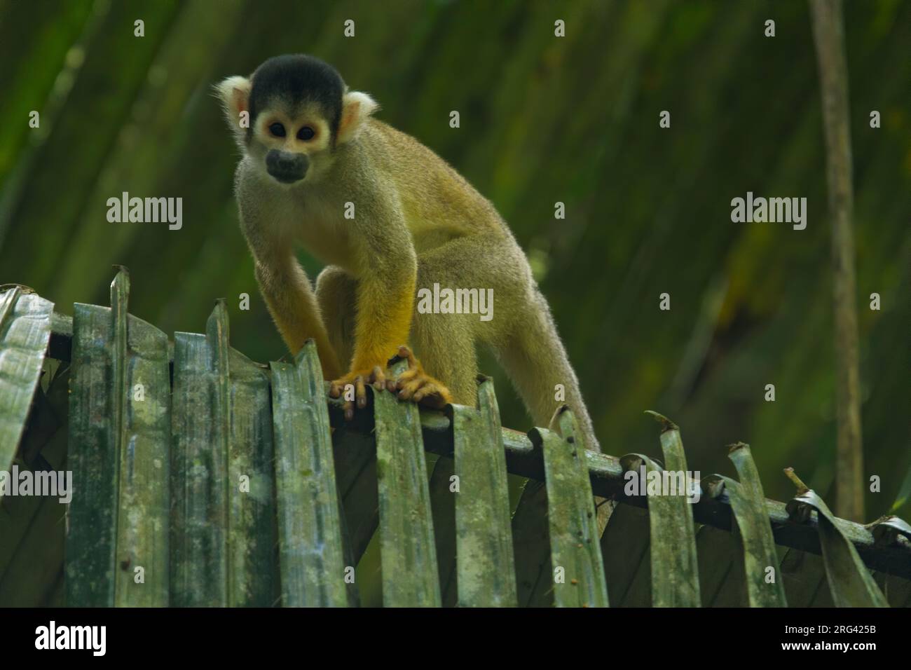 Birds of Peru Stock Photo - Alamy