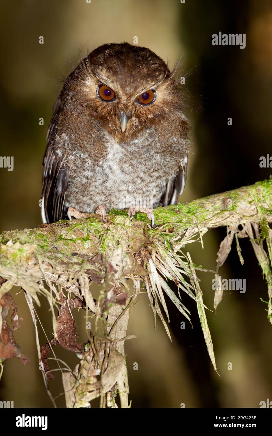 Birds of Peru Stock Photo - Alamy