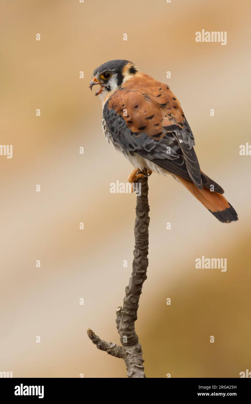 Birds of Peru Stock Photo - Alamy