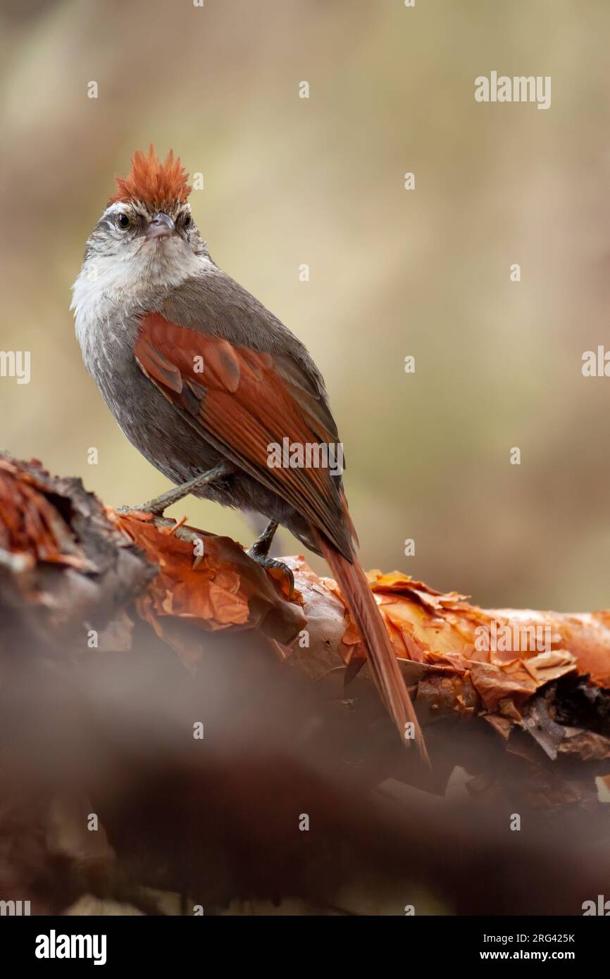 Birds of Peru Stock Photo - Alamy