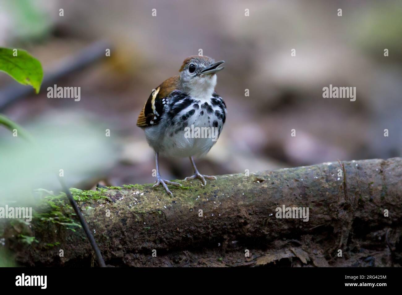 Birds of Peru Stock Photo - Alamy