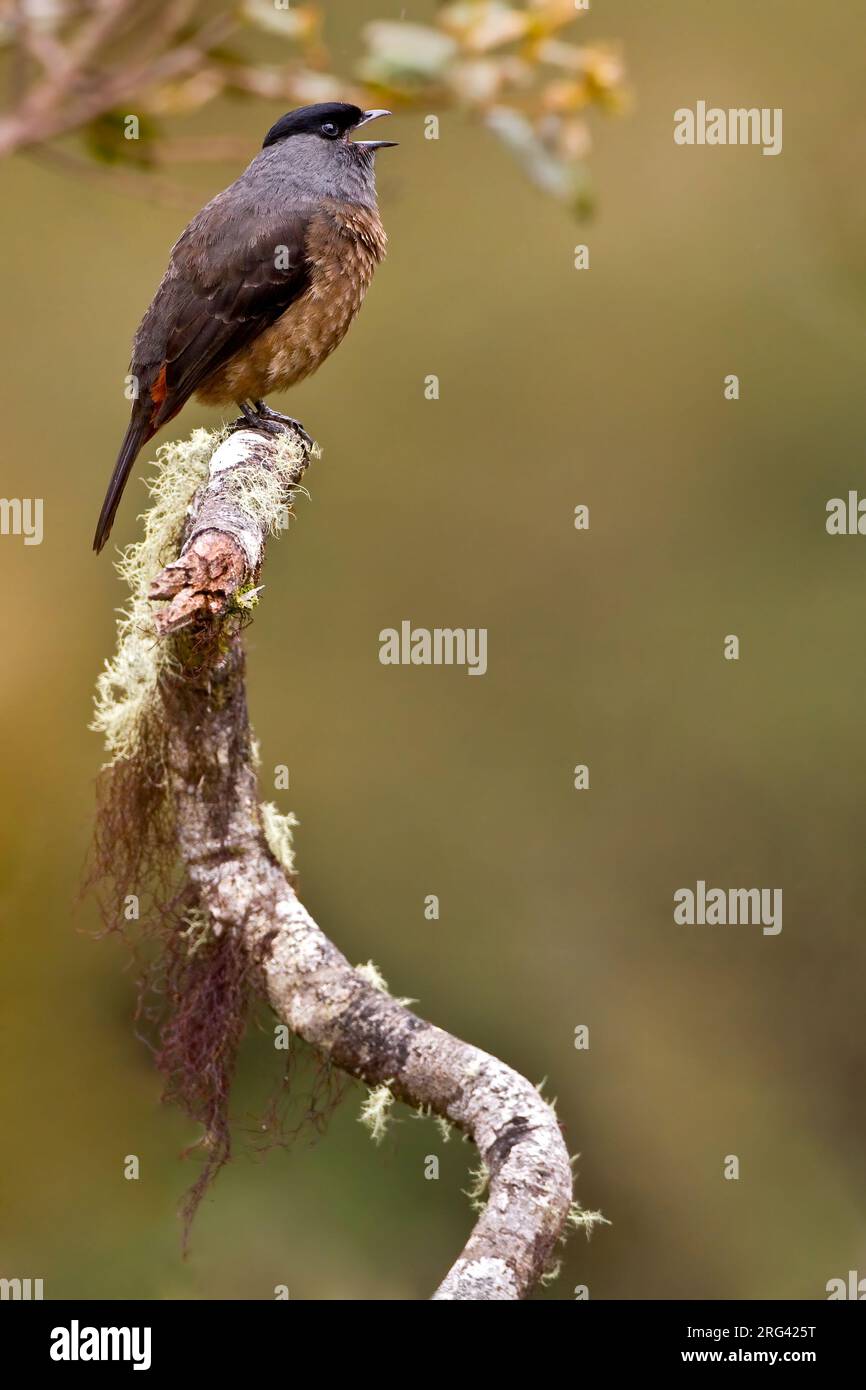 Birds of Peru Stock Photo - Alamy