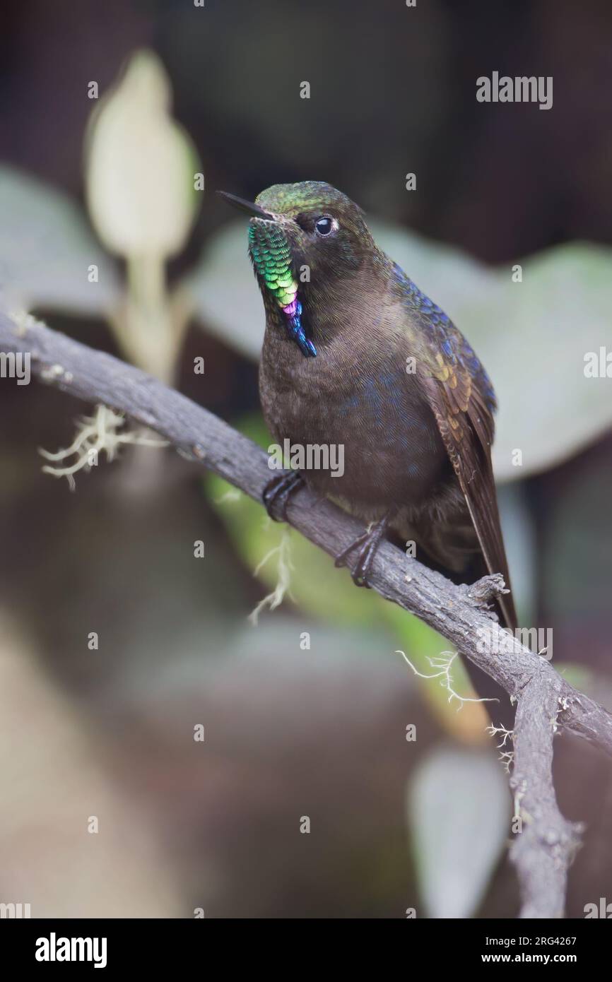 Birds of Peru Stock Photo - Alamy