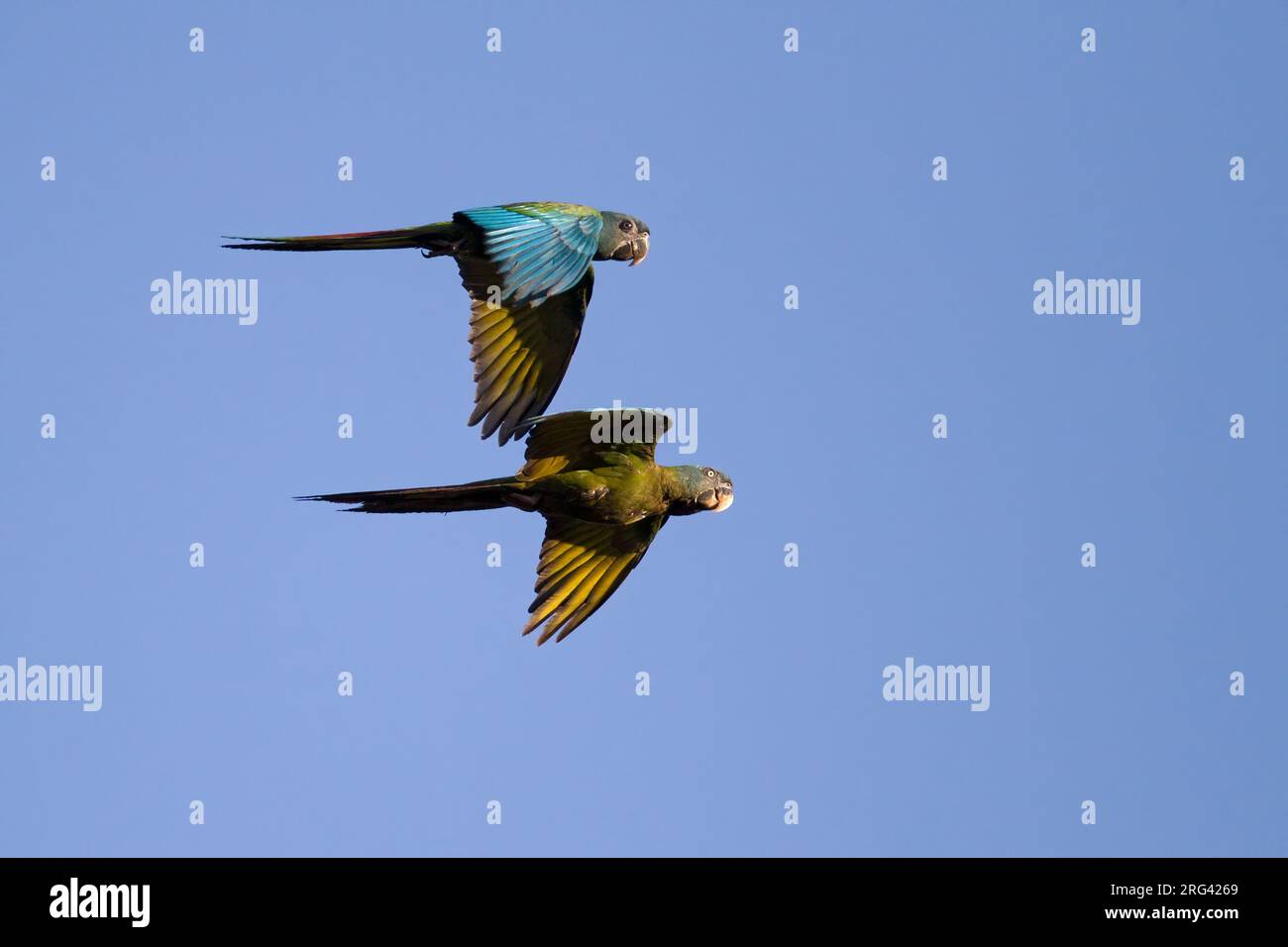 Birds of Peru Stock Photo - Alamy