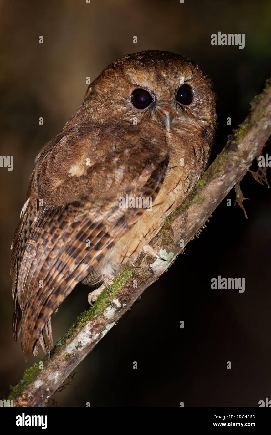 Birds of peru hi-res stock photography and images - Alamy