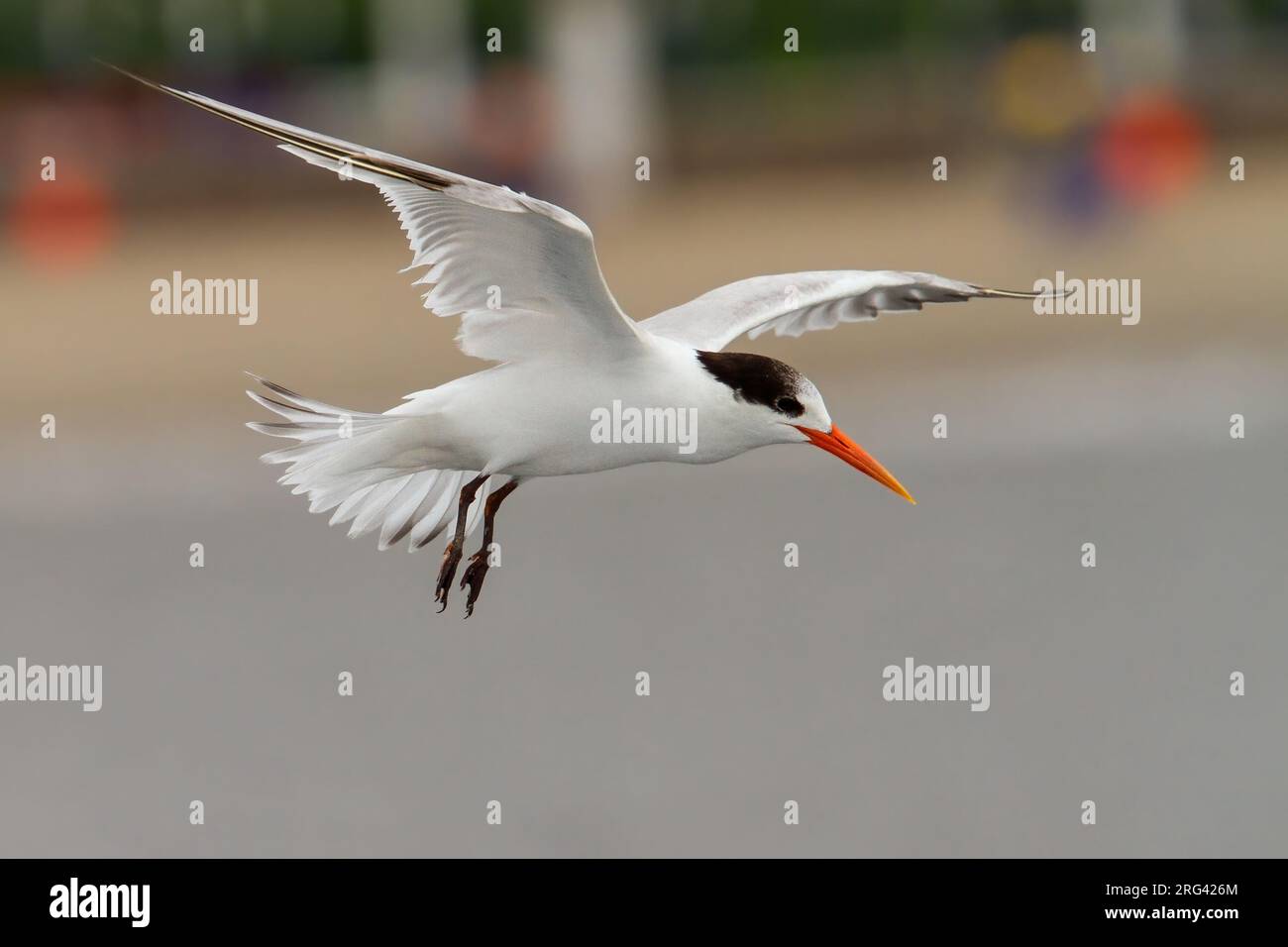 Birds of Peru Stock Photo - Alamy