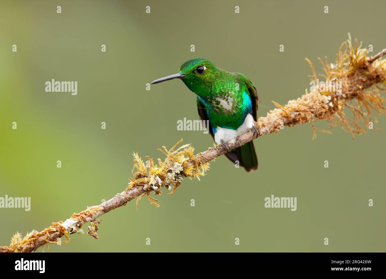 Birds of Peru Stock Photo - Alamy