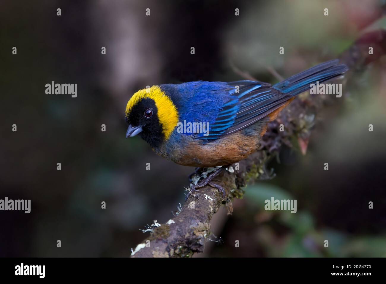 Birds of Peru Stock Photo - Alamy