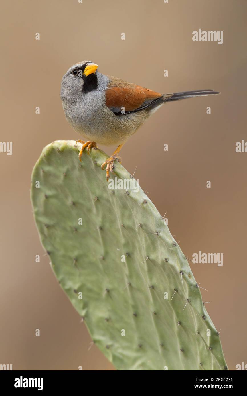 Birds of Peru Stock Photo - Alamy