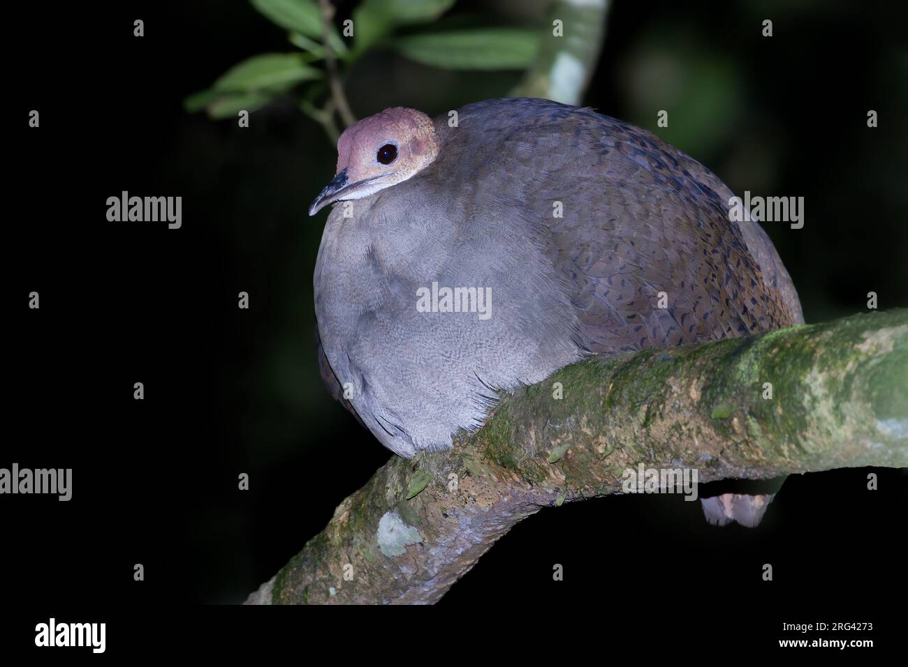Birds of Peru Stock Photo - Alamy