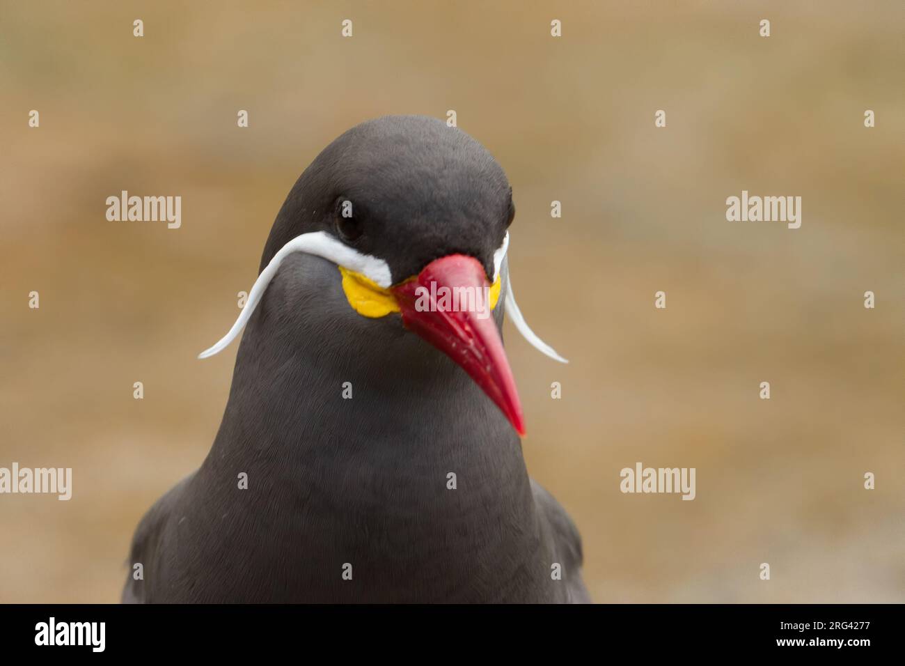 Birds of Peru Stock Photo - Alamy