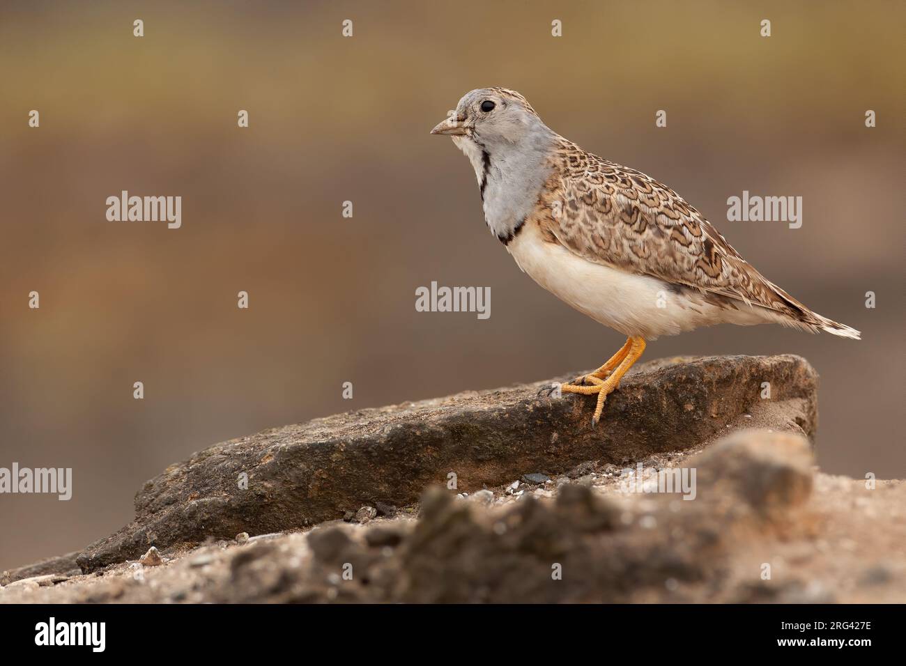 Birds of Peru Stock Photo - Alamy
