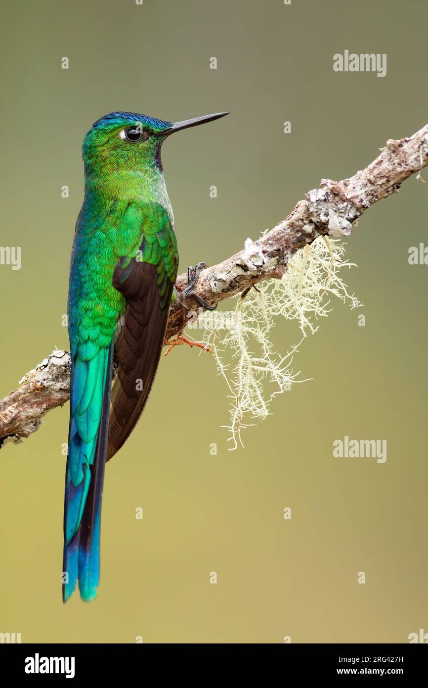 Birds of Peru Stock Photo - Alamy
