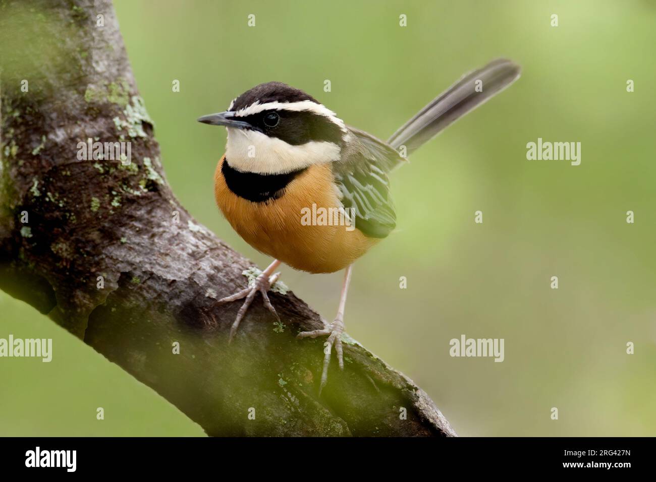 Birds of Peru Stock Photo - Alamy