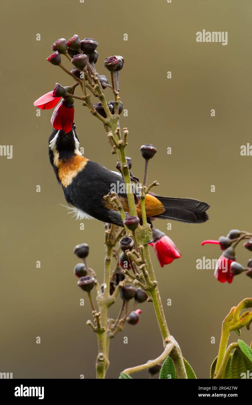 Birds of Peru Stock Photo - Alamy