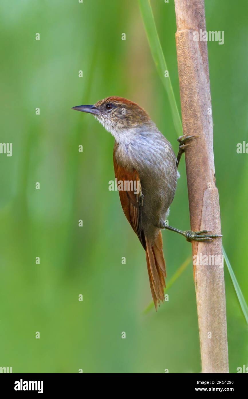 Birds of Peru Stock Photo - Alamy